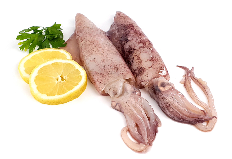 CALAMAR "M" IQF - Aqualund