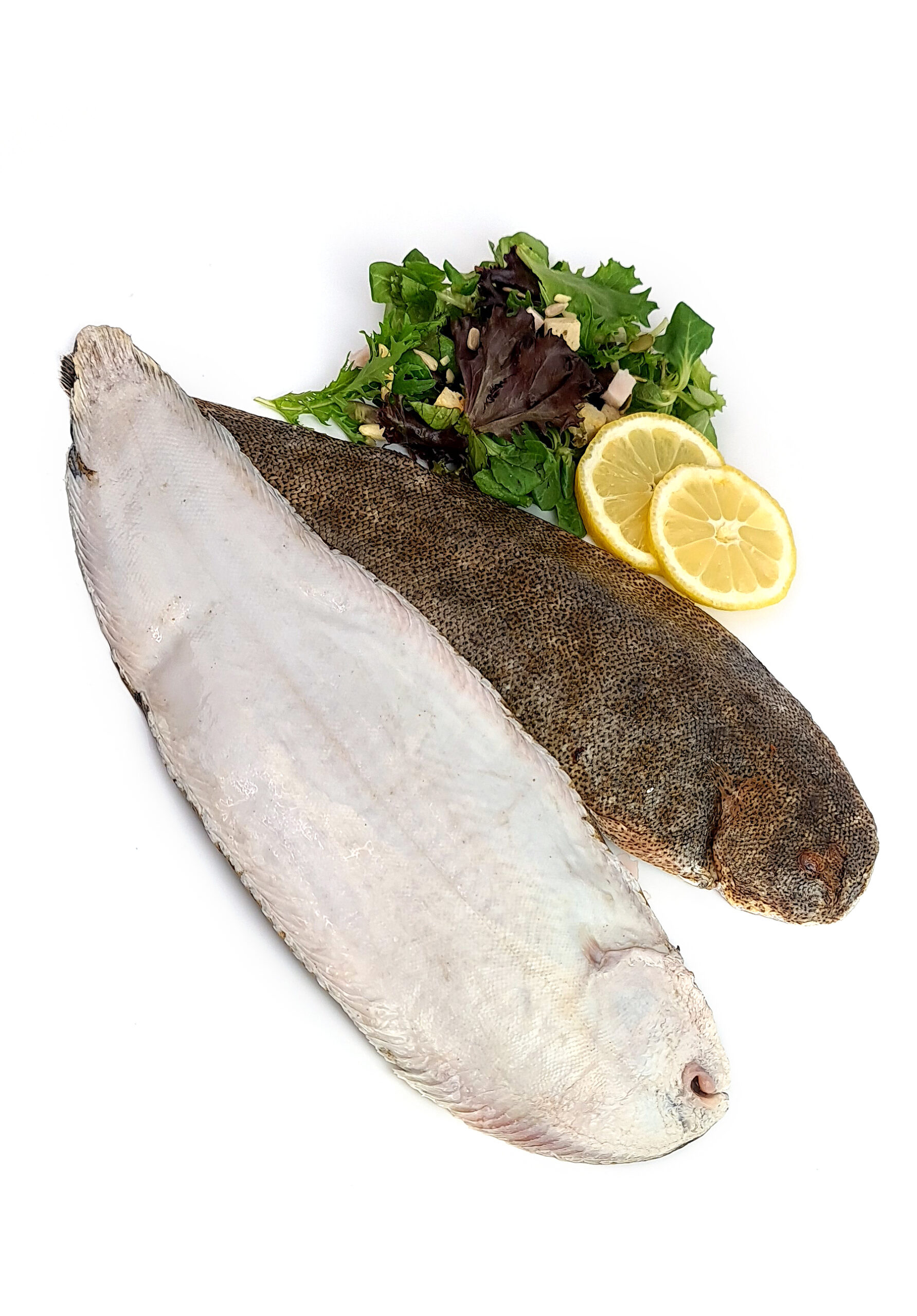 GALLO SAN PEDRO - Aqualund