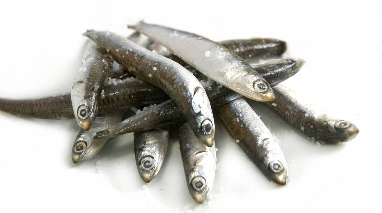 BOQUERONES - Aqualund