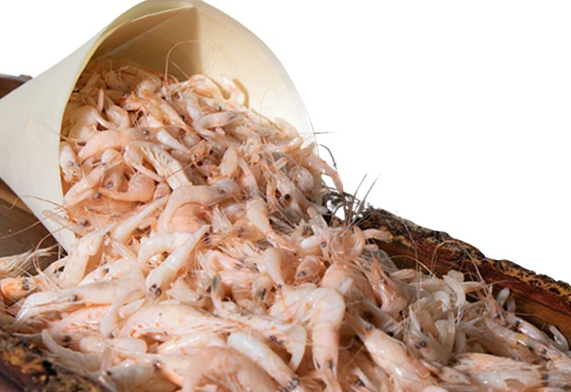 CAMARON CRUDO - Aqualund