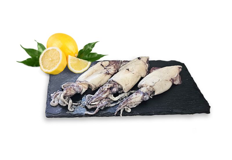 CALAMAR 4P MARRUECOS - Aqualund